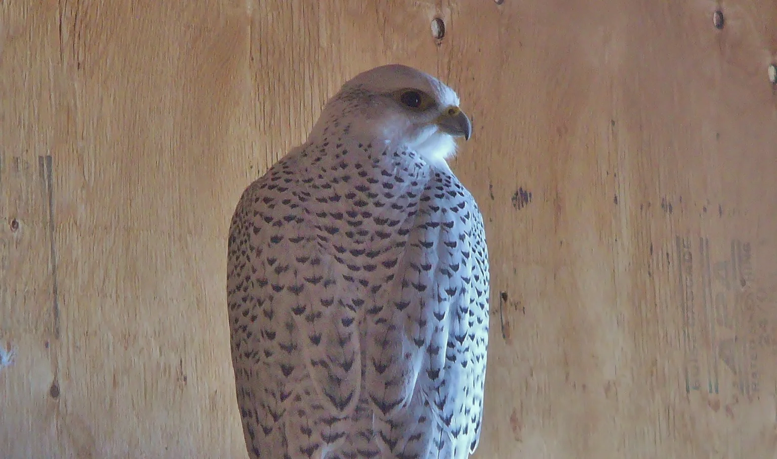Gyrfalcon Ranch, LLCWhite, silver and grey gyrfalcons.