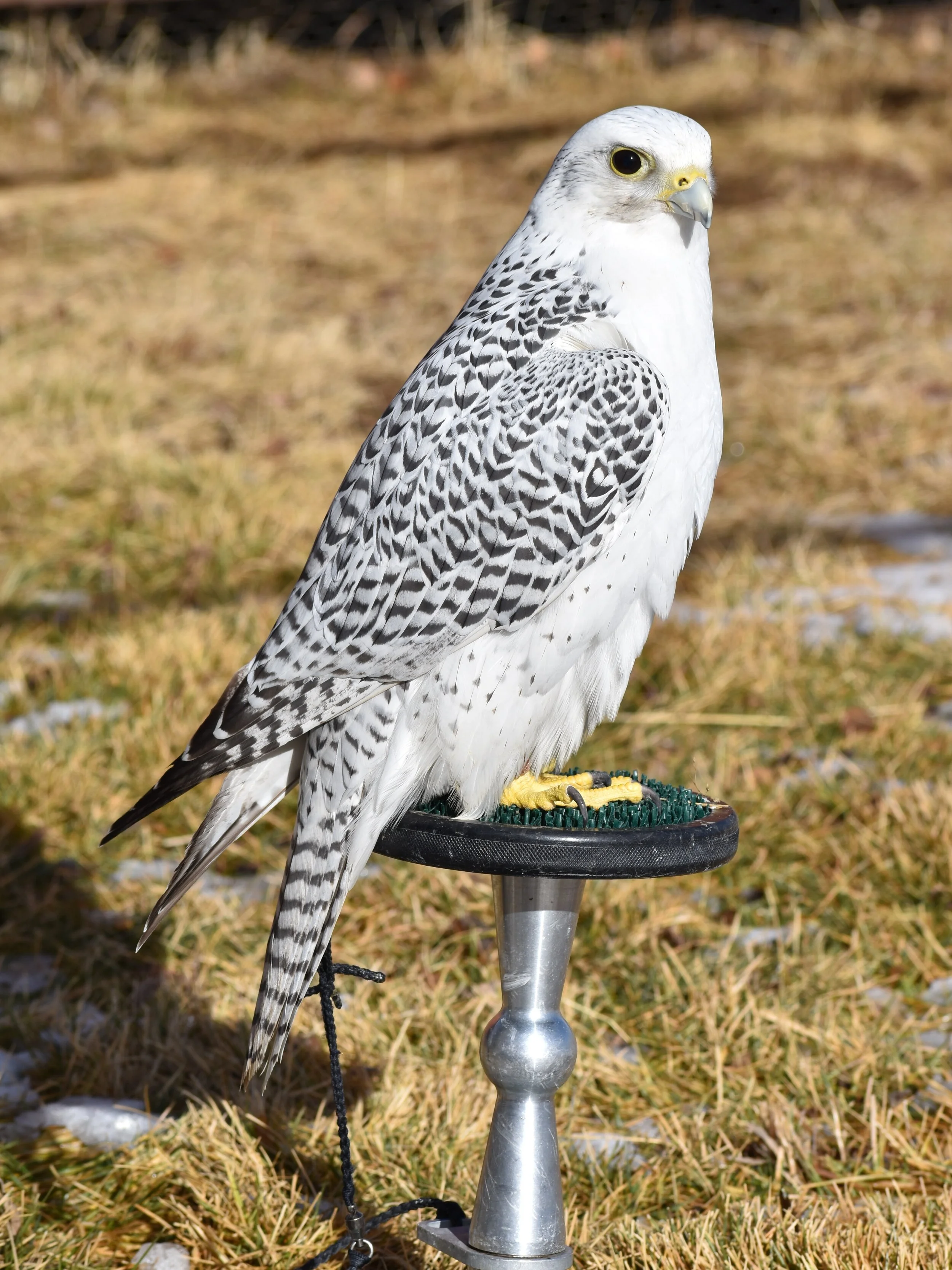 Silver Gyrfalcon