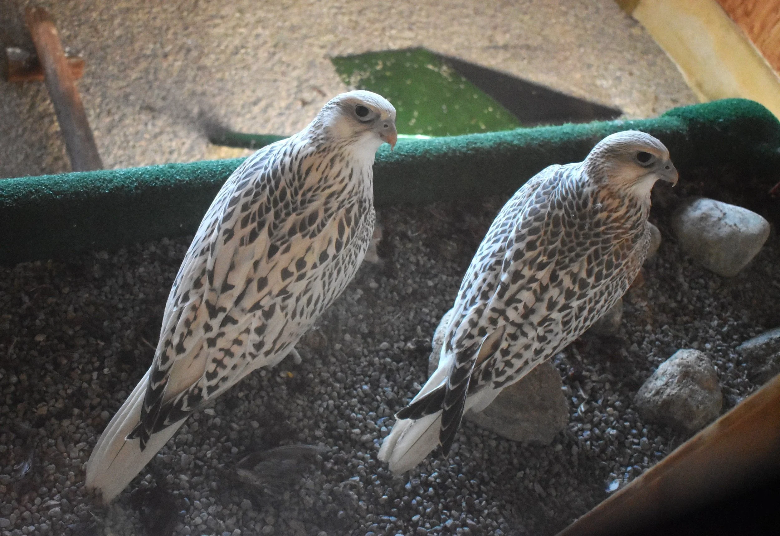 Project Gallery Page — Gyrfalcon Ranch, LLCWhite, silver and grey ...