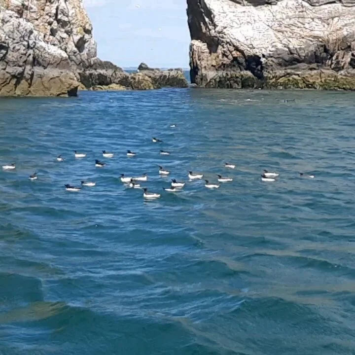 #1 Howth Boat Tour | Howth Cliff Cruise