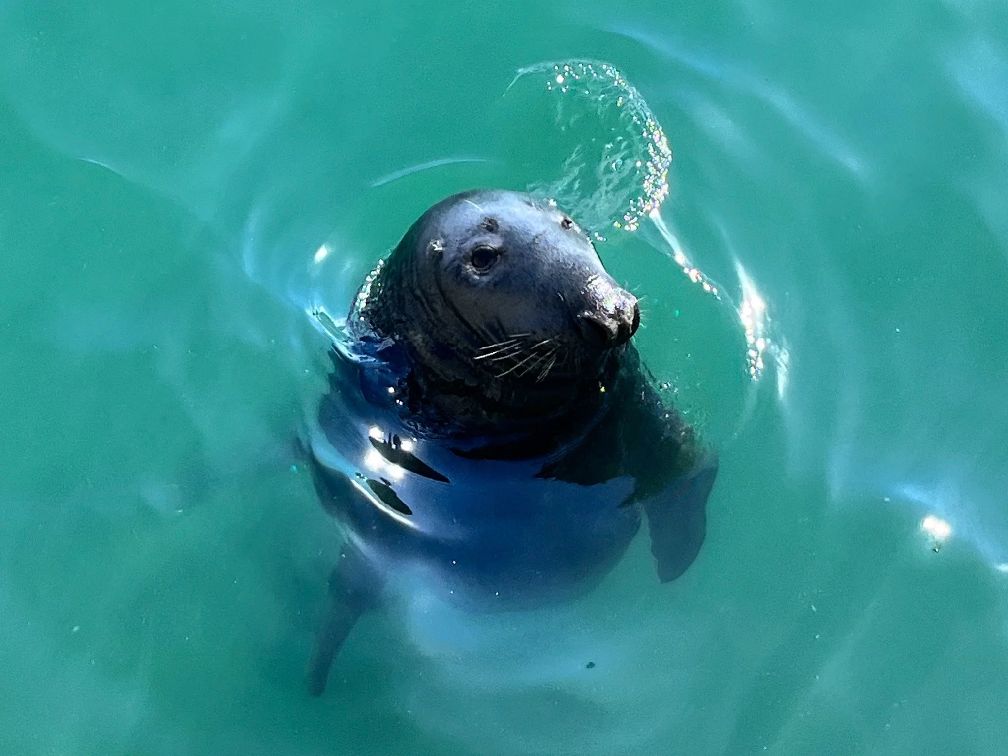 #1 Howth Boat Tour | Howth Cliff Cruise