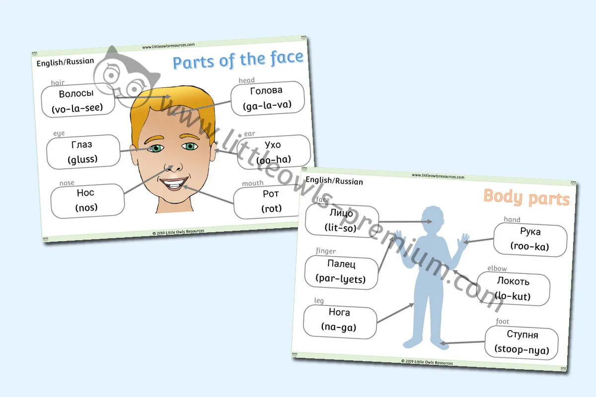FREE and PREMIUM The Human Body Early Years/EYFS/Preschool Editable ...