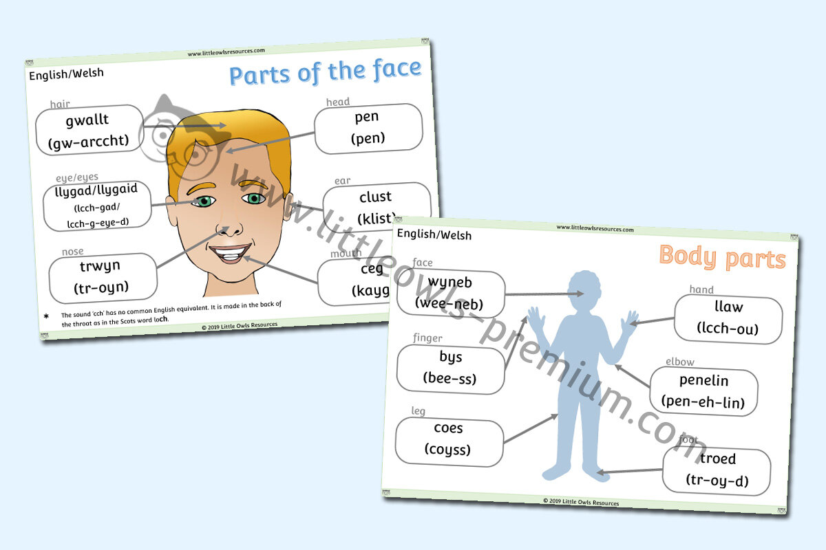 FREE and PREMIUM Printable Parts of the Body/Face Activities - Early ...