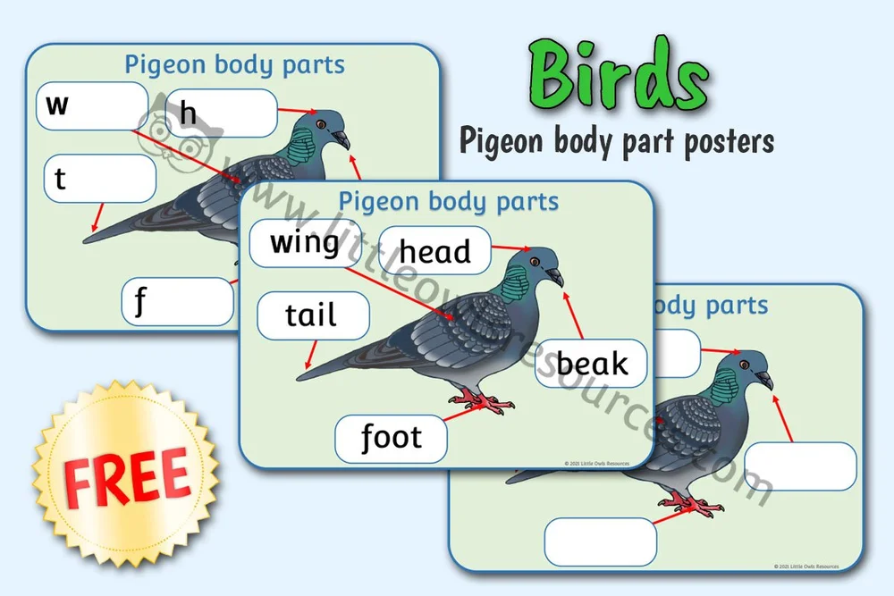 FREE Birds: Pigeon Body Parts Posters & Activity | EYFS & KS1 ...