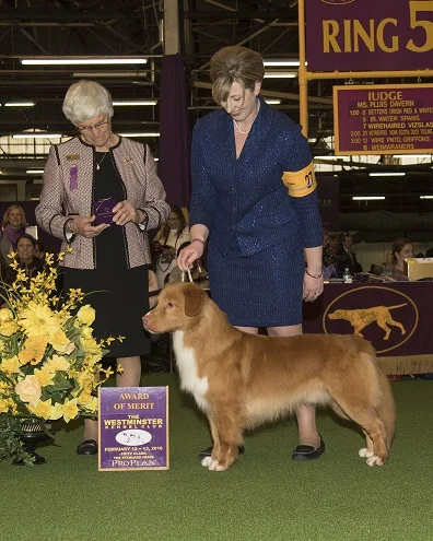 Our Boys — Manitou Tollers