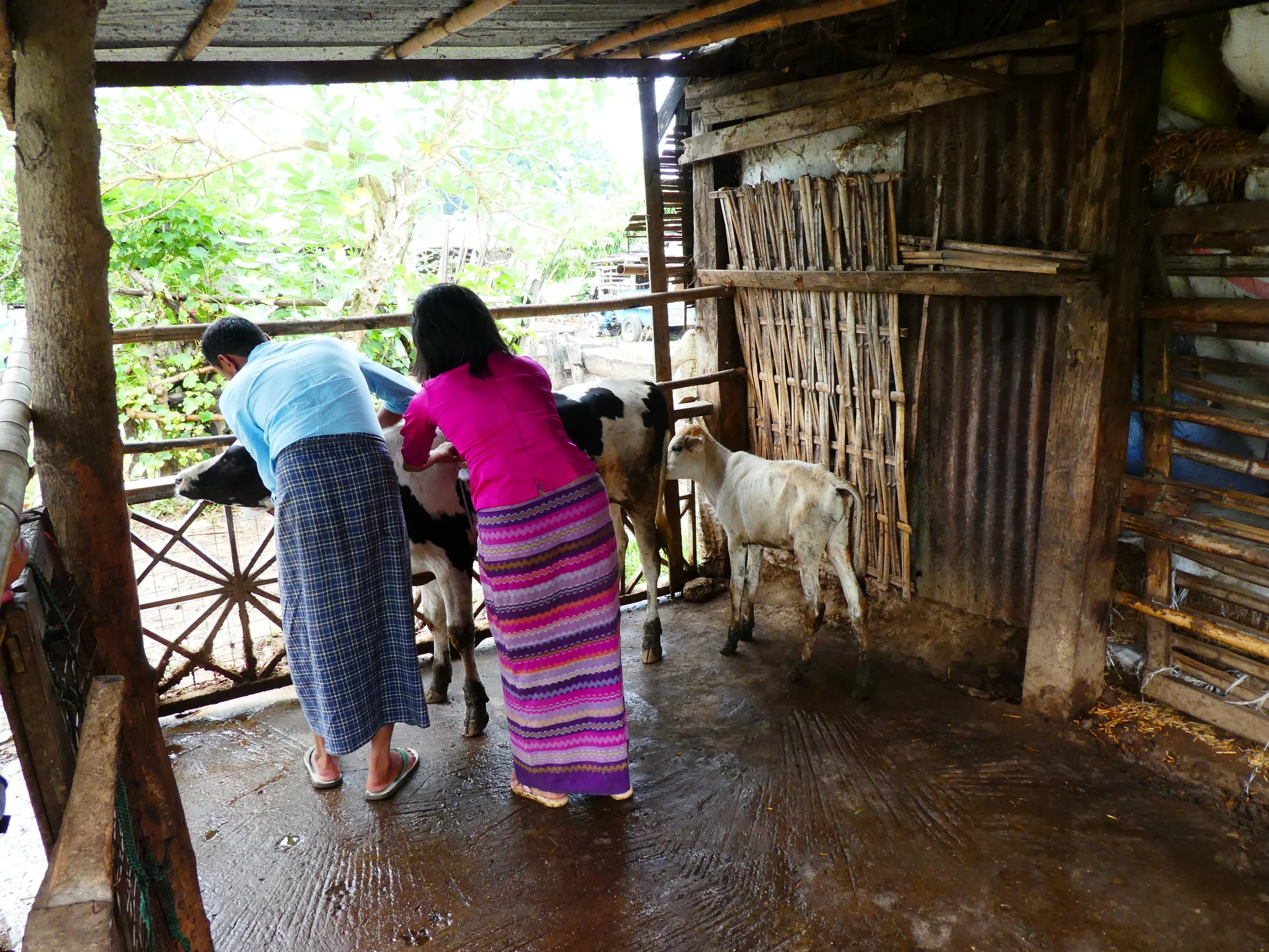 Myanmar Dairy Excellence Project — The AgriBusiness Group