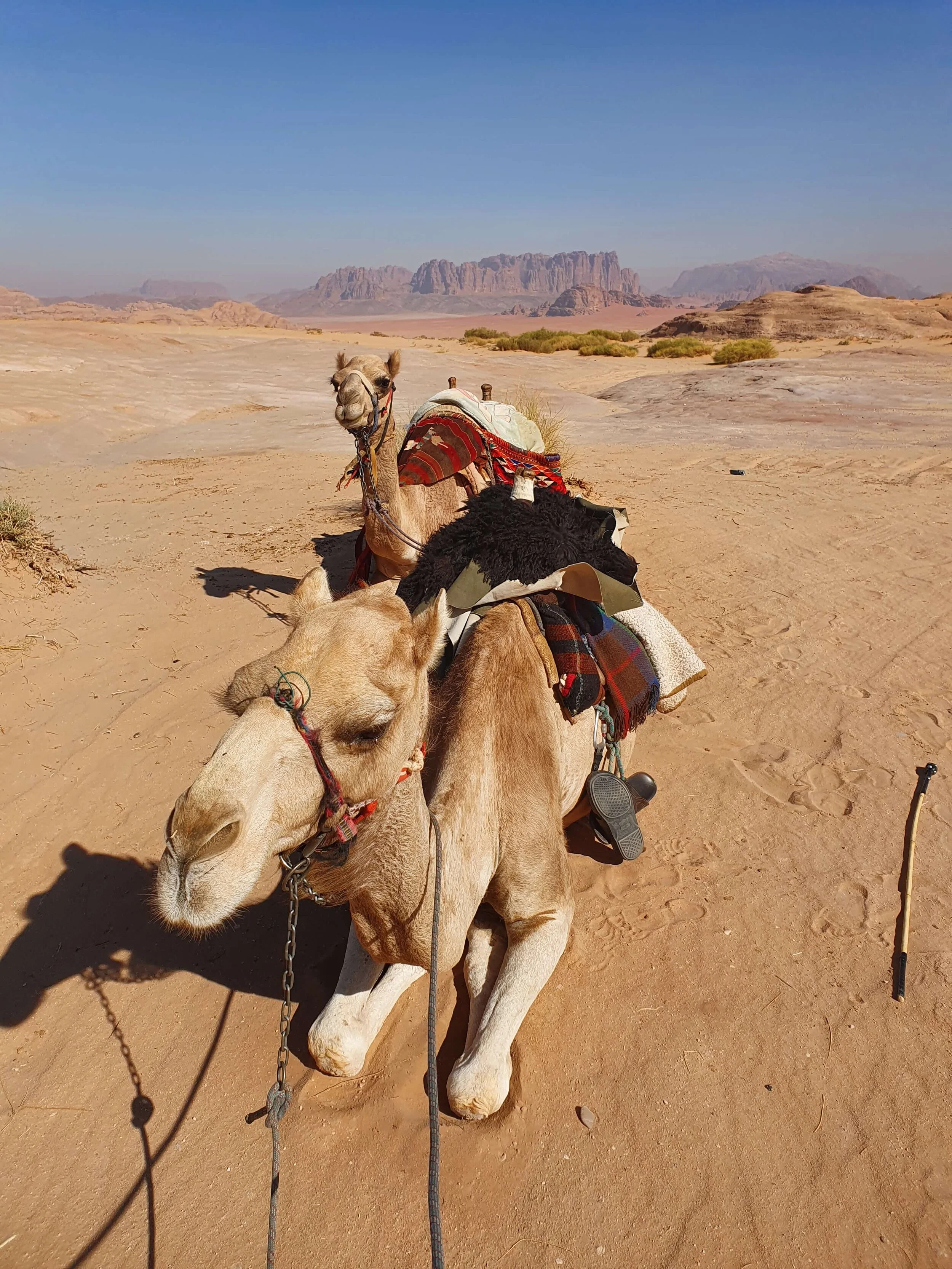 Camel Trekking in Wadi Rum | What to Expect — Wadi Rum Desert Eyes