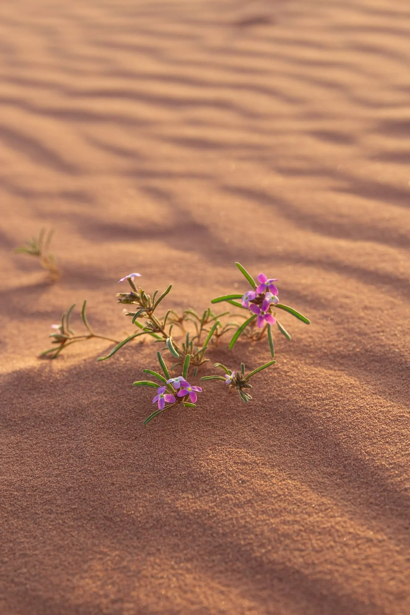 Plants in Wadi Rum Desert | Desert Flora — Wadi Rum Desert Eyes