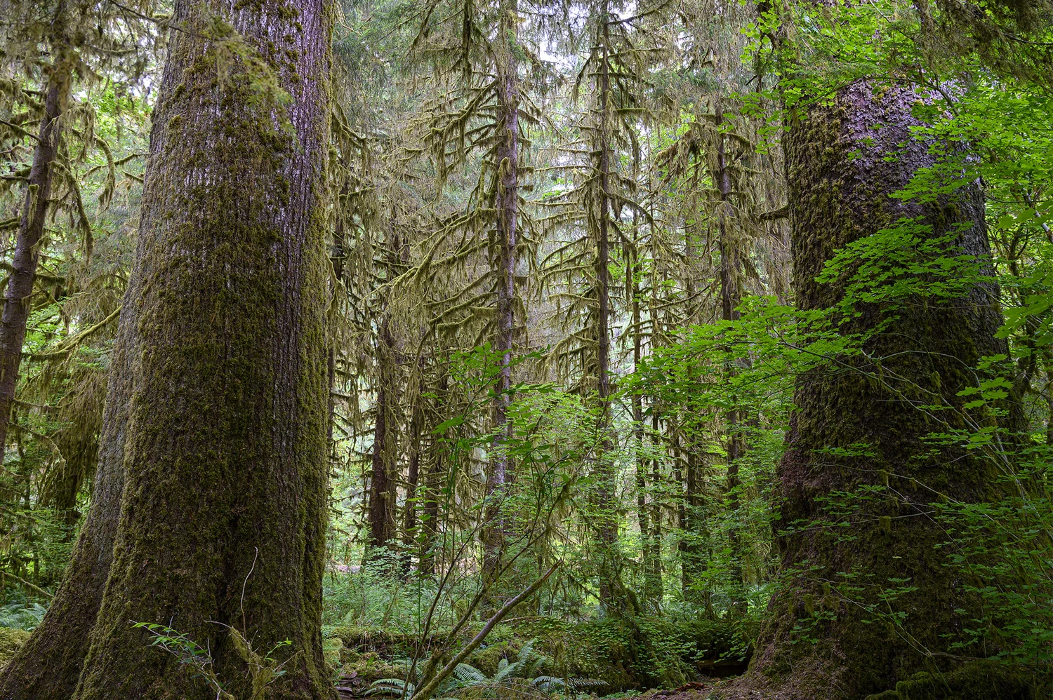 Hoh Rain Forest — Roger Hangarter
