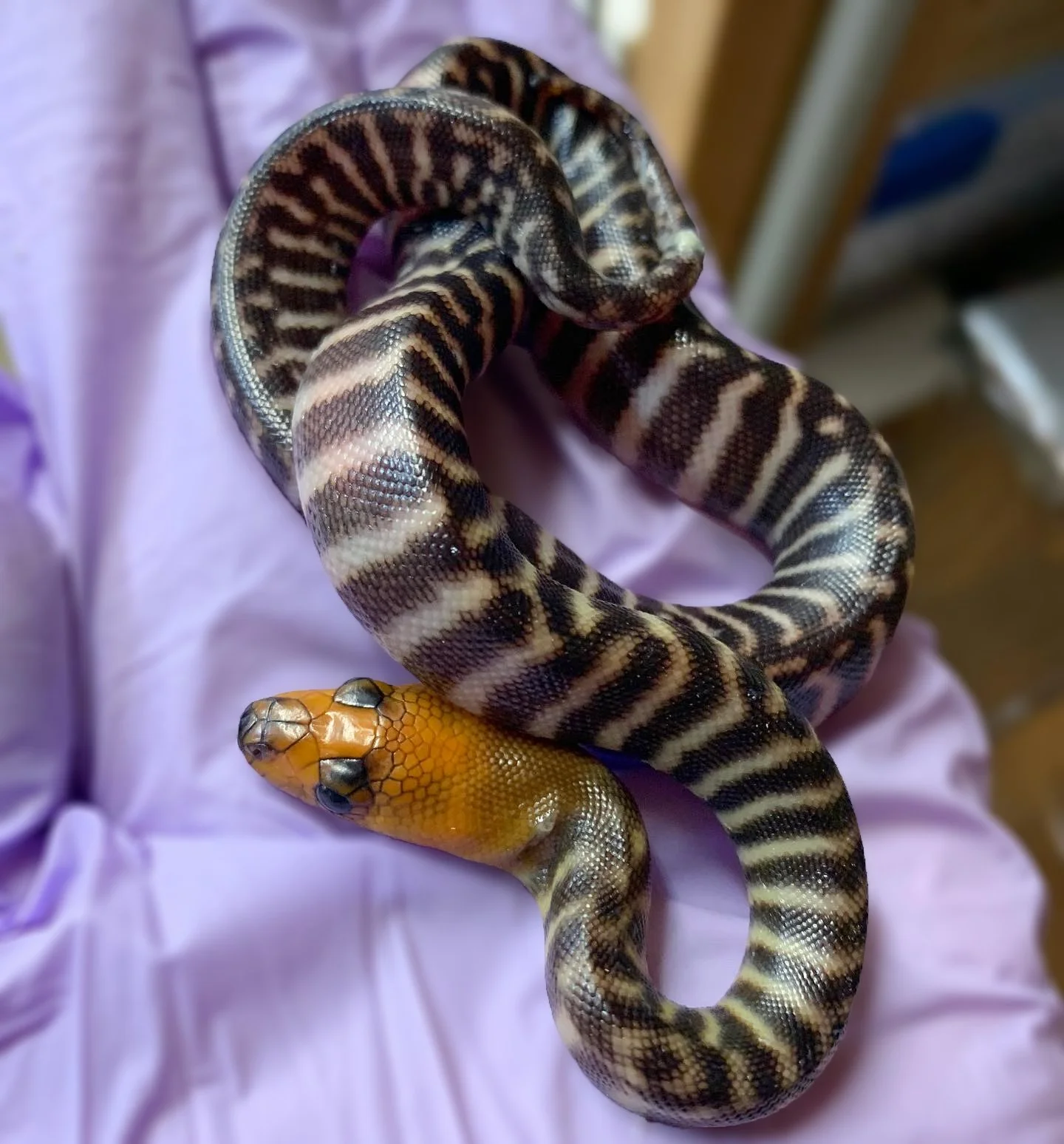 Woma Pythons — Zion Hill Exotics
