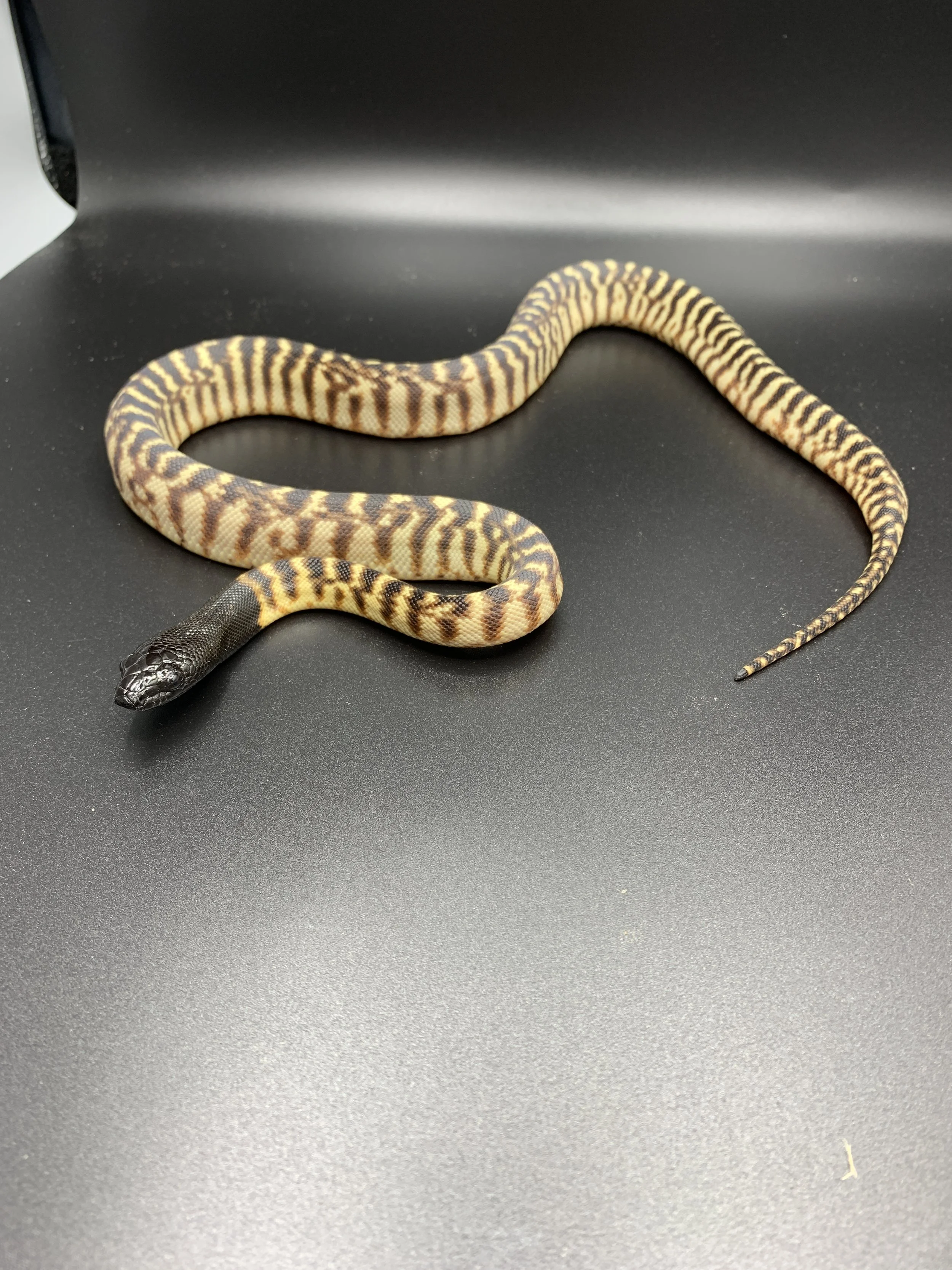 Available Black-Headed Pythons — Zion Hill Exotics