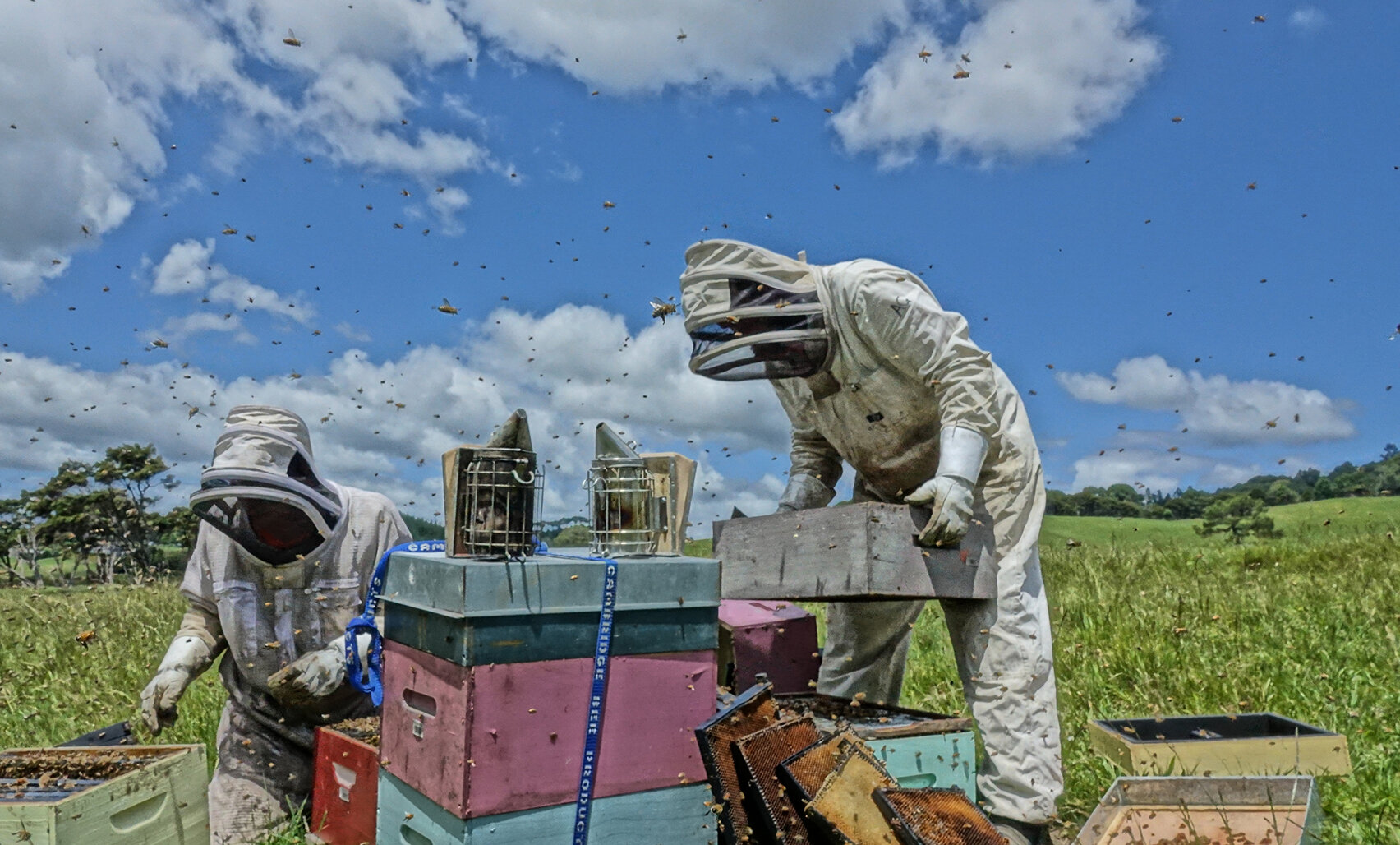 What We Do — Prolife Foods