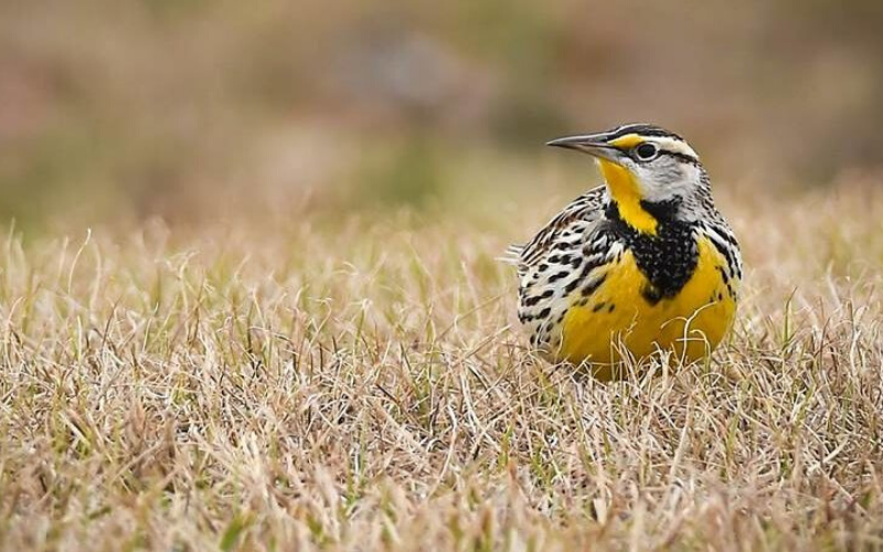 Wildlife Protection — Tamerlaine Sanctuary & Preserve