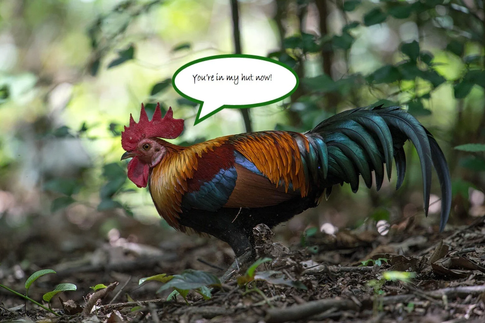 Chicken fun facts — Tamerlaine Sanctuary & Preserve