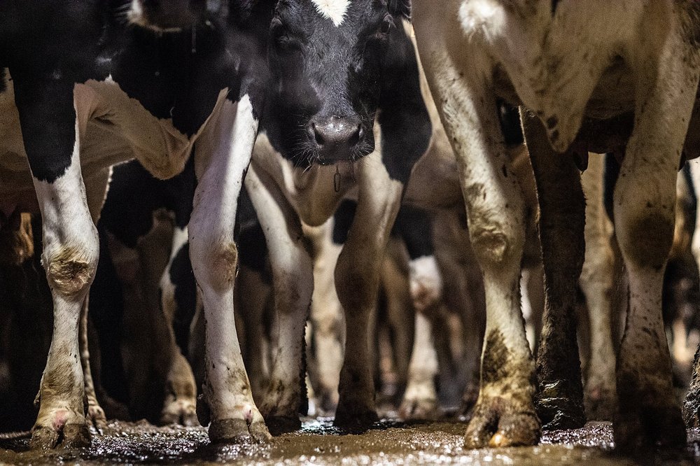 Factory Farming in Pictures — Tamerlaine Sanctuary & Preserve