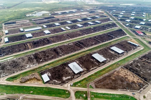 Factory Farming in Pictures — Tamerlaine Sanctuary & Preserve
