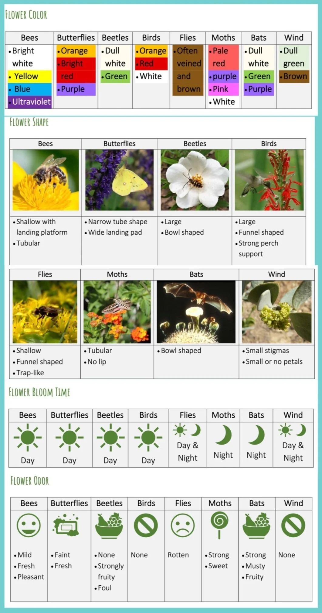 How to Plant a Pollinator Garden — Tamerlaine Sanctuary & Preserve