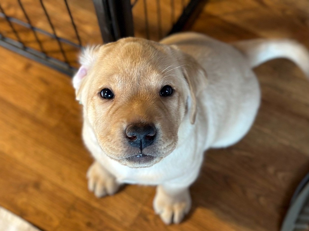 ASSISTANCE DOGS OF THE WEST