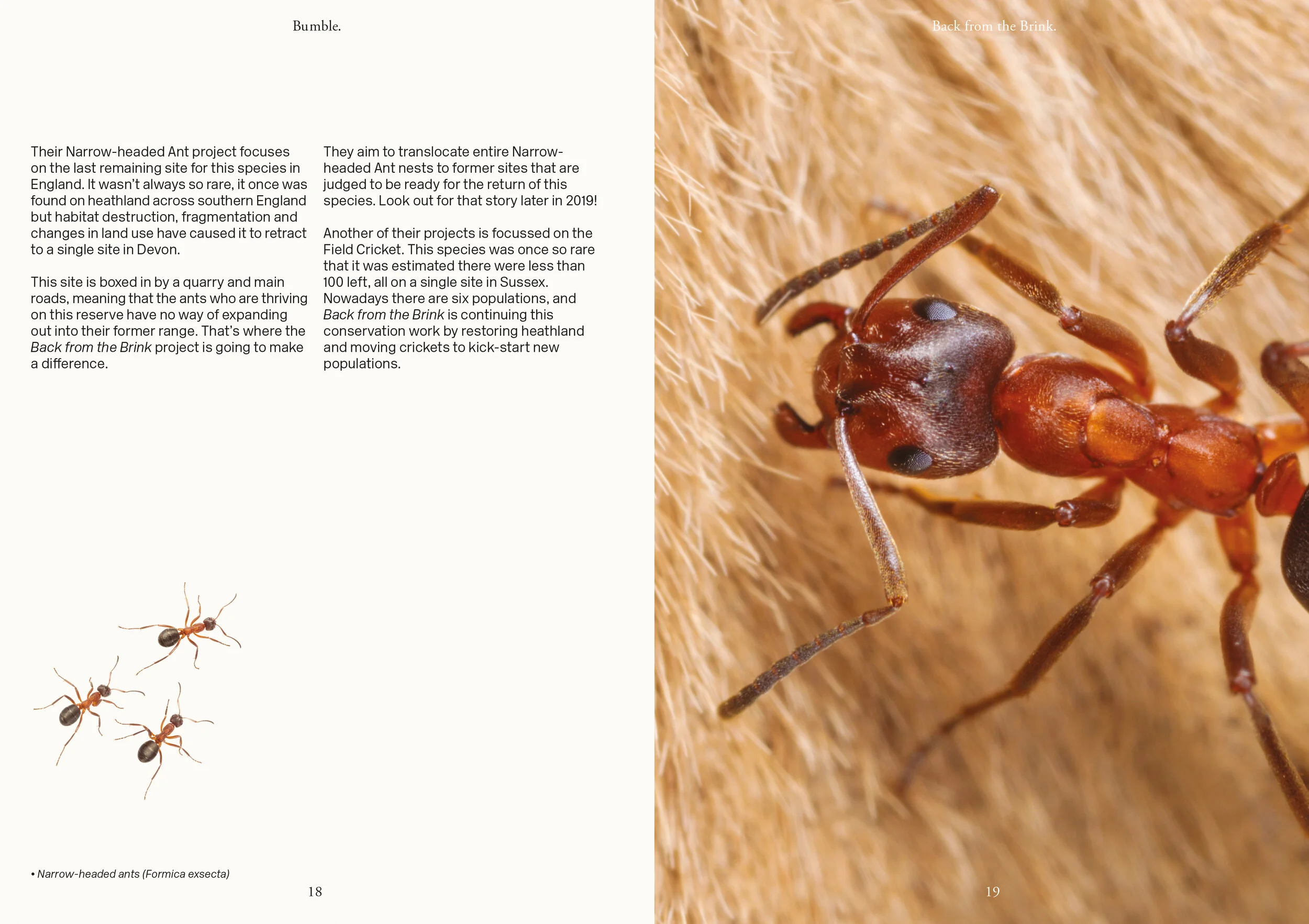 Bumble Magazine — Monkey Wrench