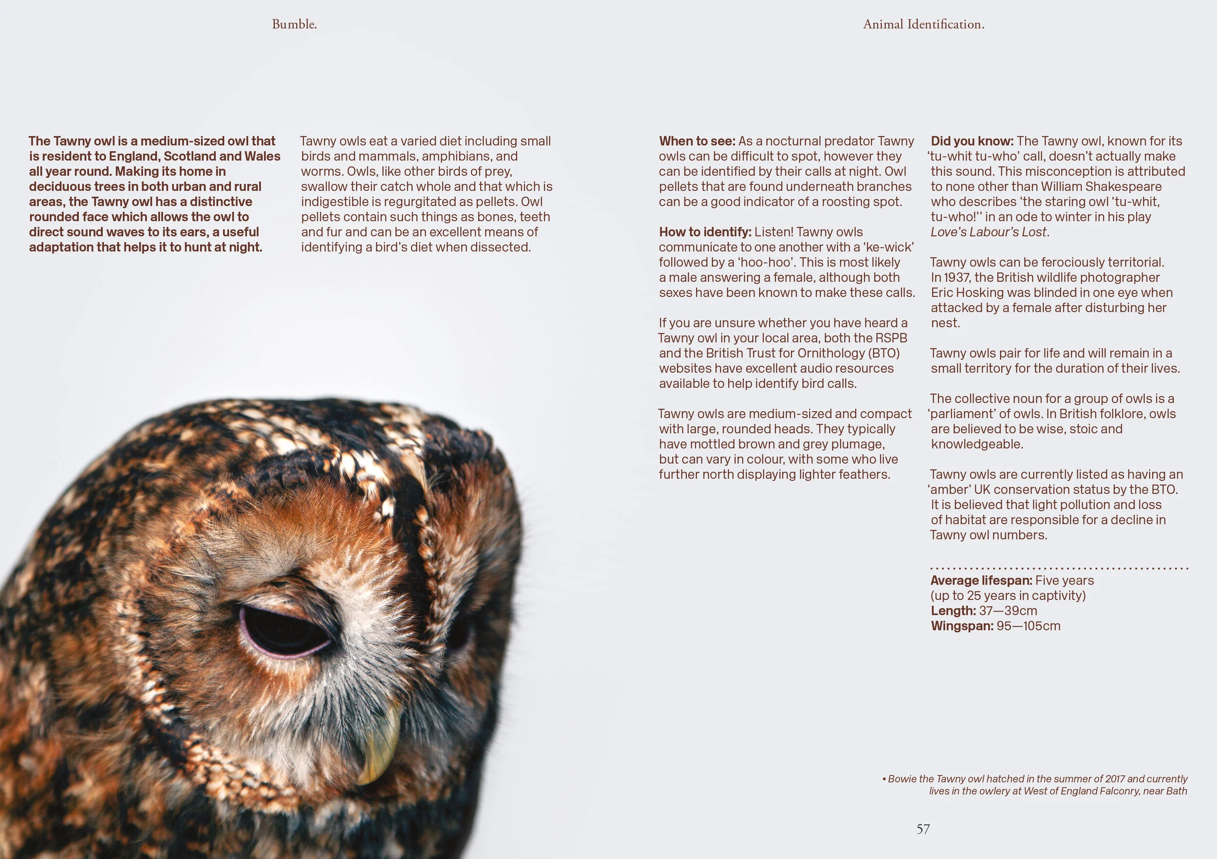 Bumble Magazine — Monkey Wrench