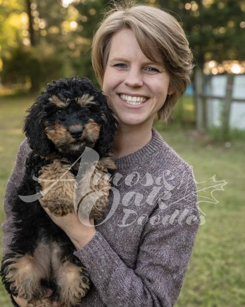 Ethical Breeder of Mini Aussiedoodles