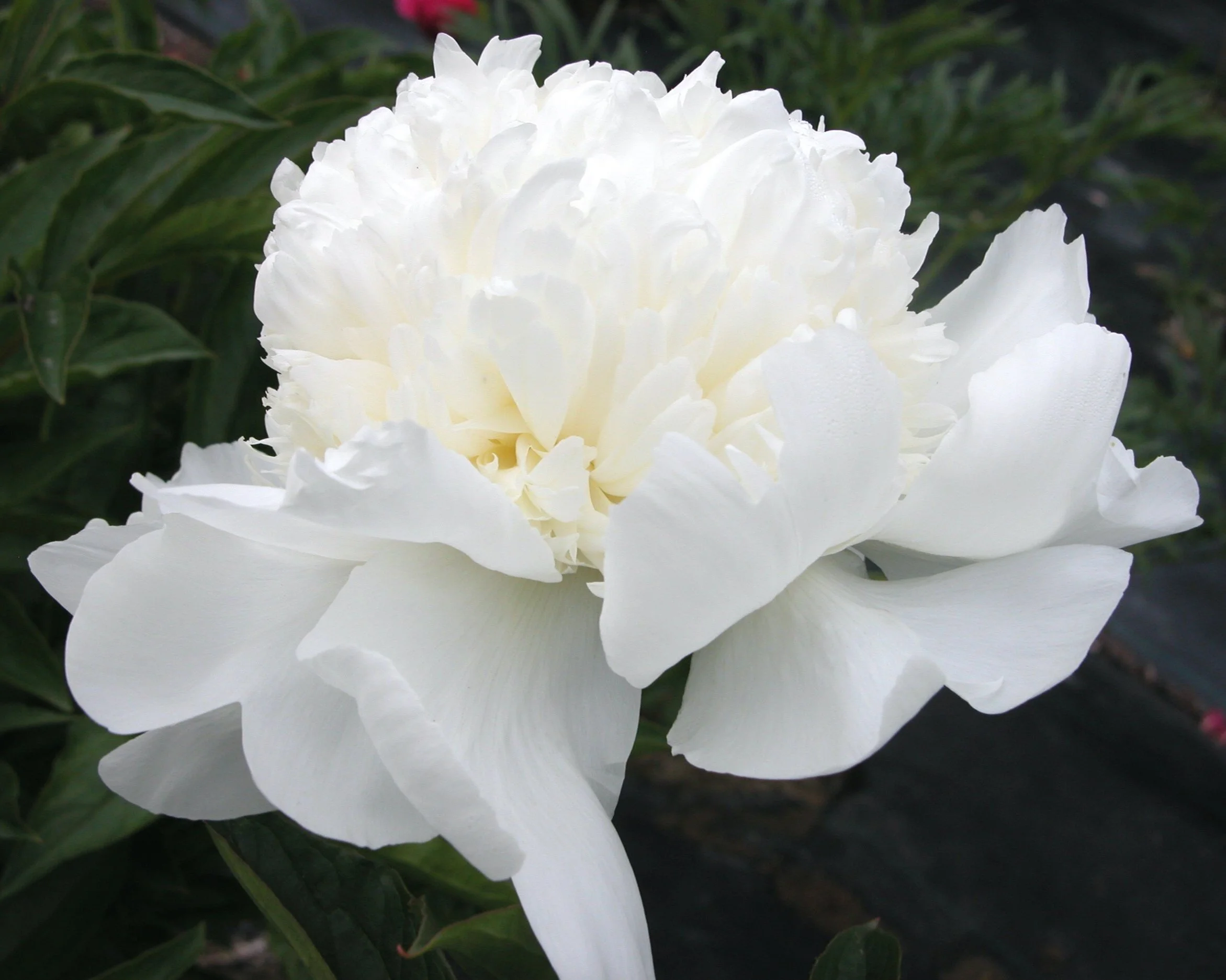 PIVOINES CAPANO FERME FLORALE-CATALOGUE HERBACÉES — Pivoines Capano