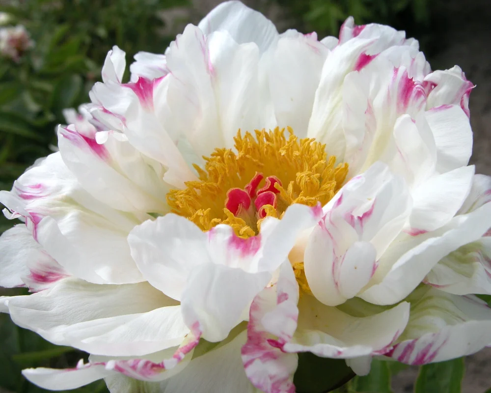 PIVOINES CAPANO FERME FLORALE-CATALOGUE HERBACÉES — Pivoines Capano