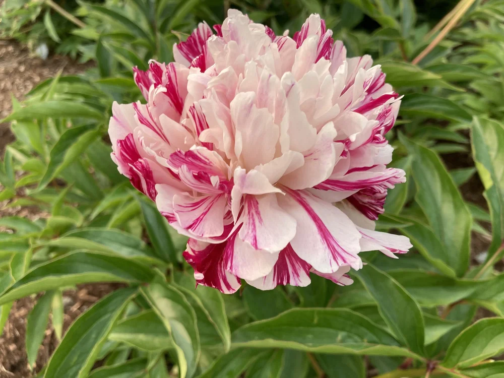 PIVOINES CAPANO FERME FLORALE-CATALOGUE HERBACÉES — Pivoines Capano