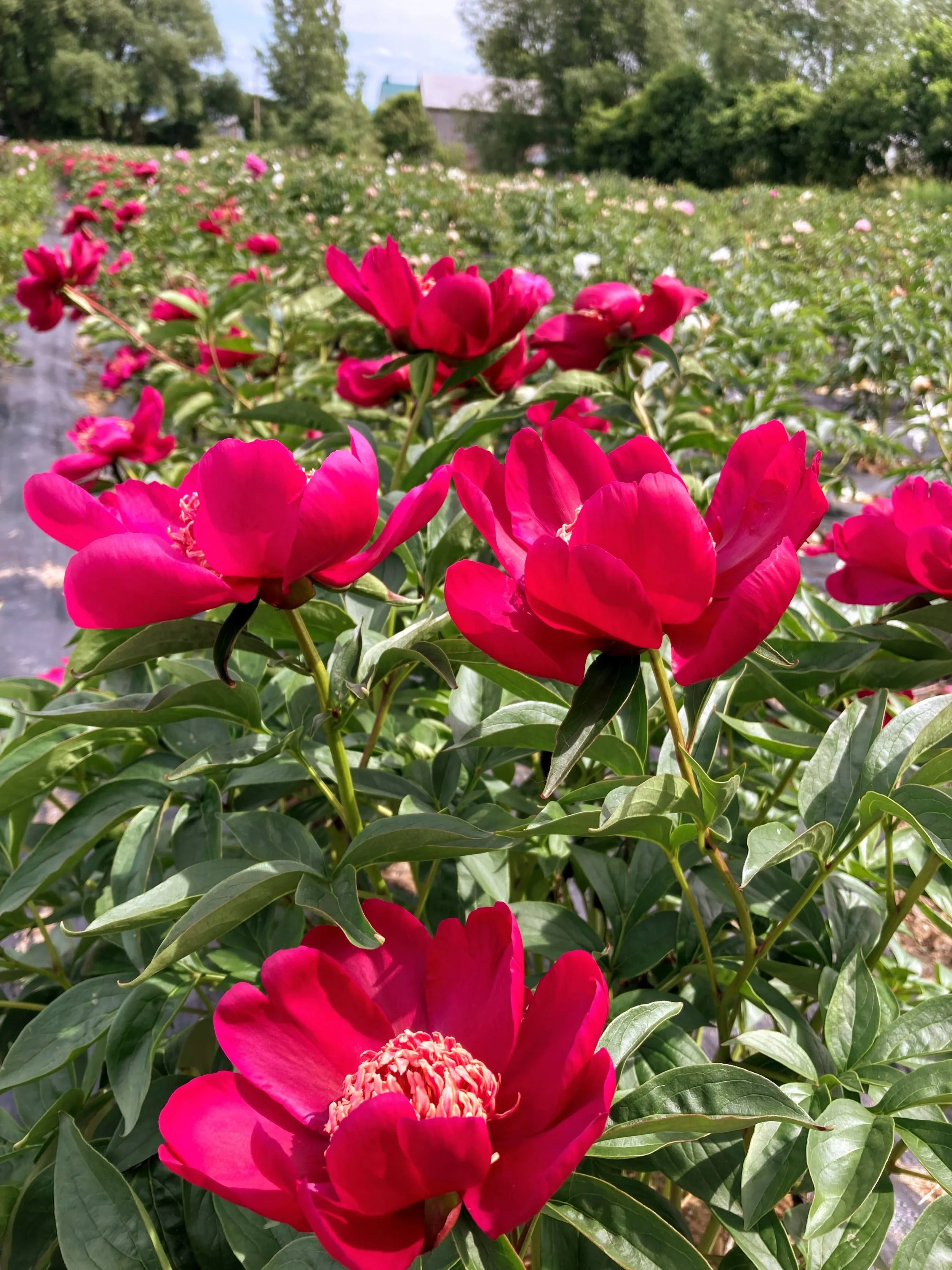 PIVOINES CAPANO FERME FLORALE-CATALOGUE HERBACÉES — Pivoines Capano