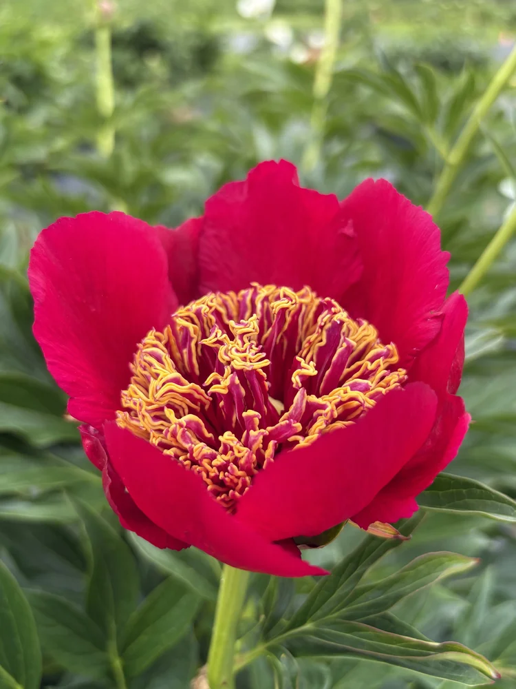 PIVOINES CAPANO FERME FLORALE-CATALOGUE HERBACÉES — Pivoines Capano