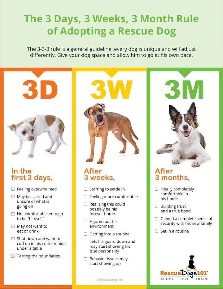 Adopt a Dog — Save our Spaniels