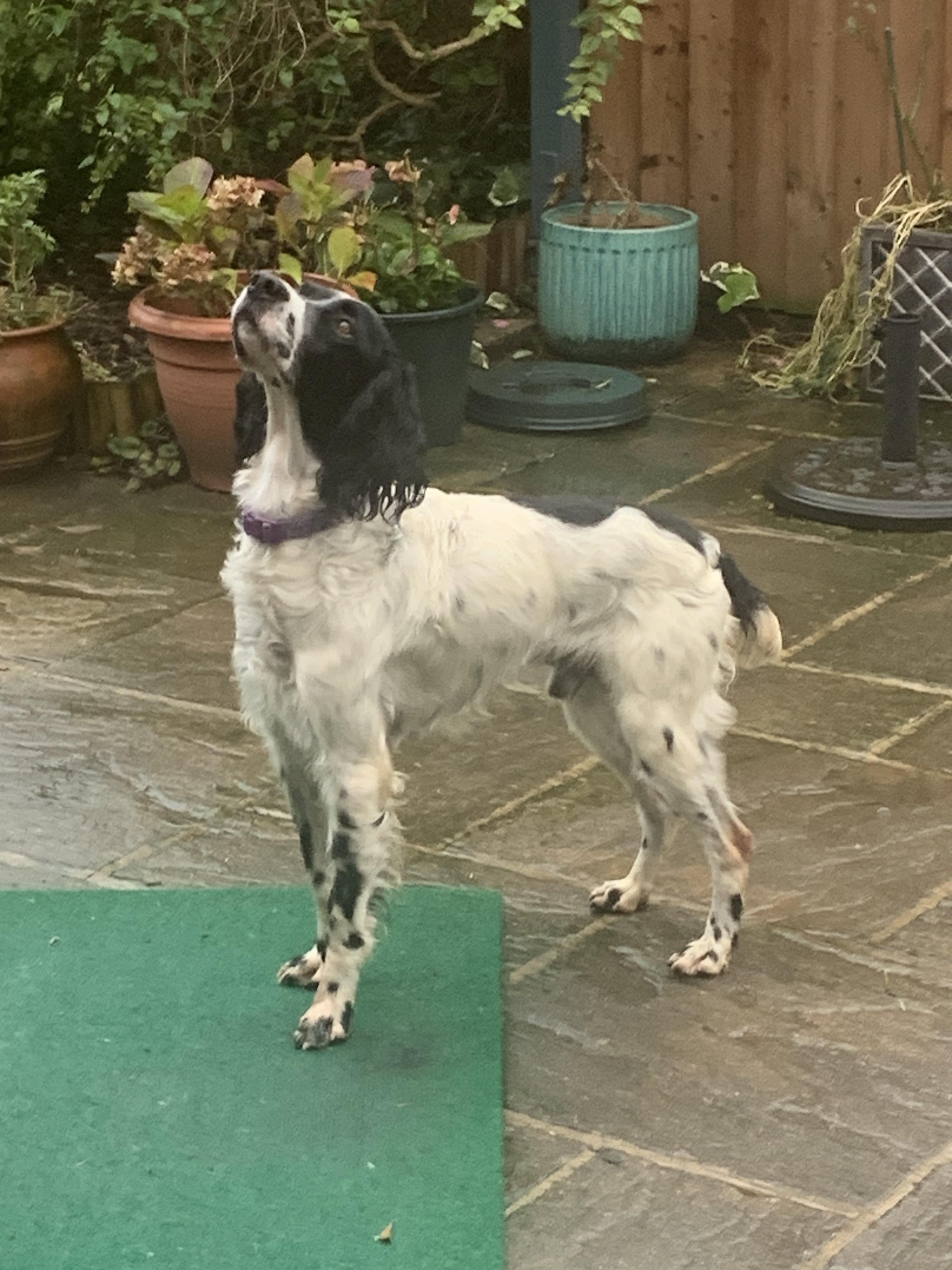 Dogs Needing Homes — Save our Spaniels