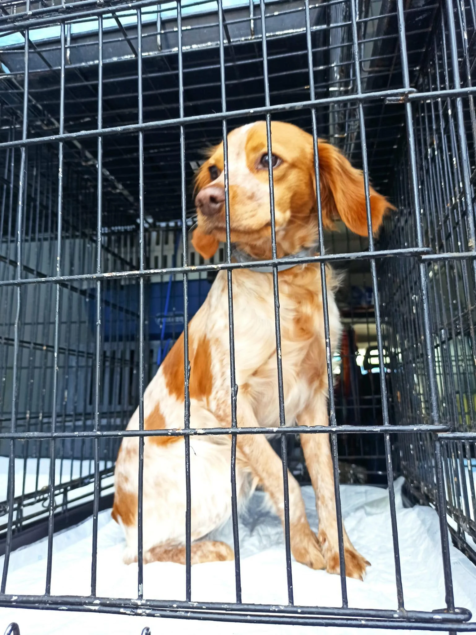 Dogs Needing Homes — Save our Spaniels