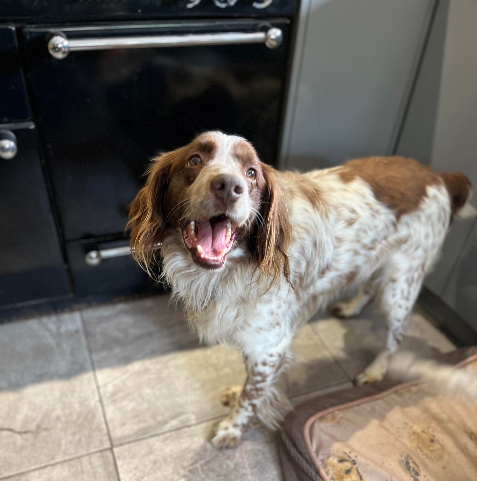 Dogs Needing Homes — Save our Spaniels