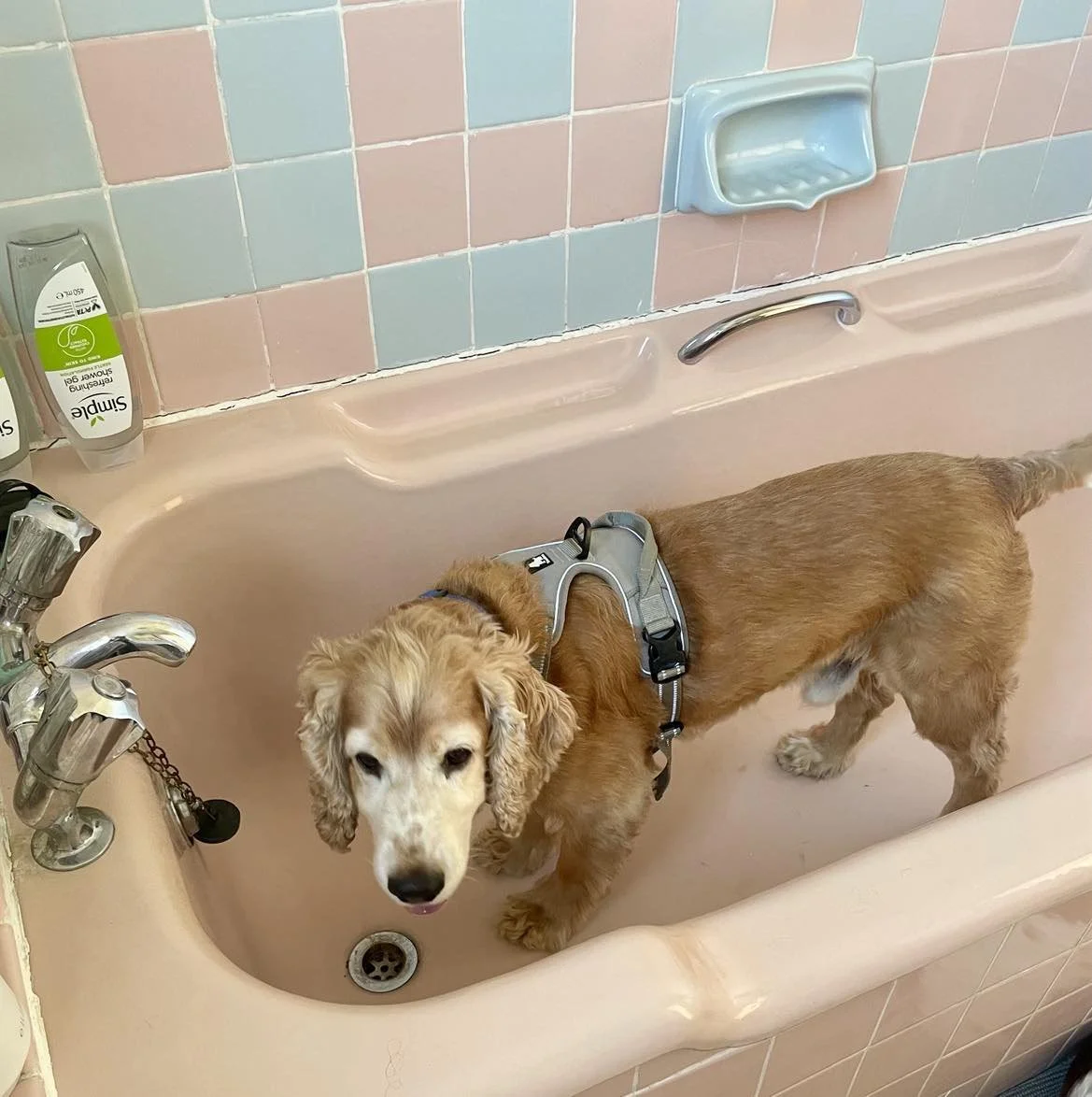 Dogs Needing Homes — Save our Spaniels