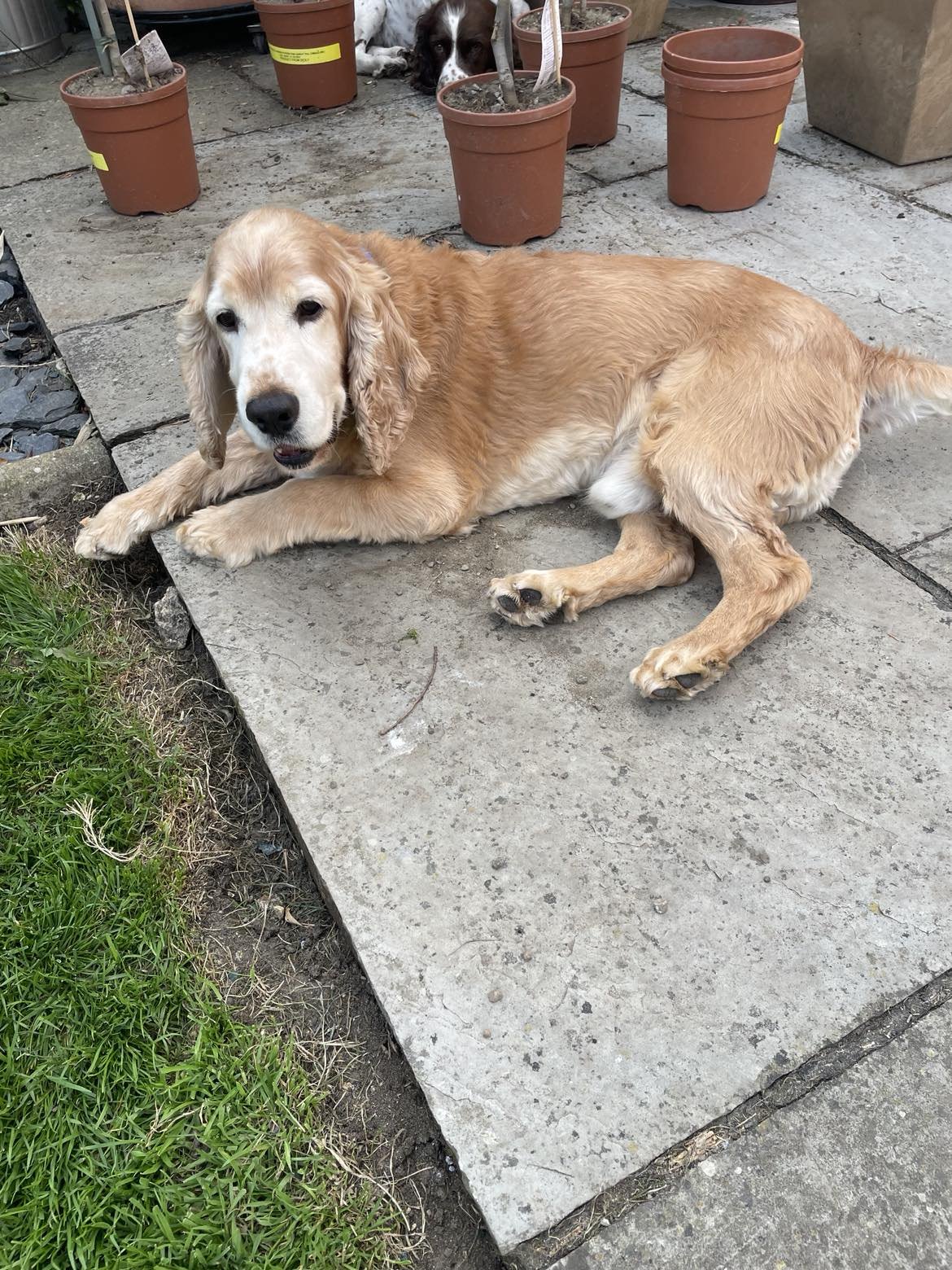 Dogs Needing Homes — Save our Spaniels