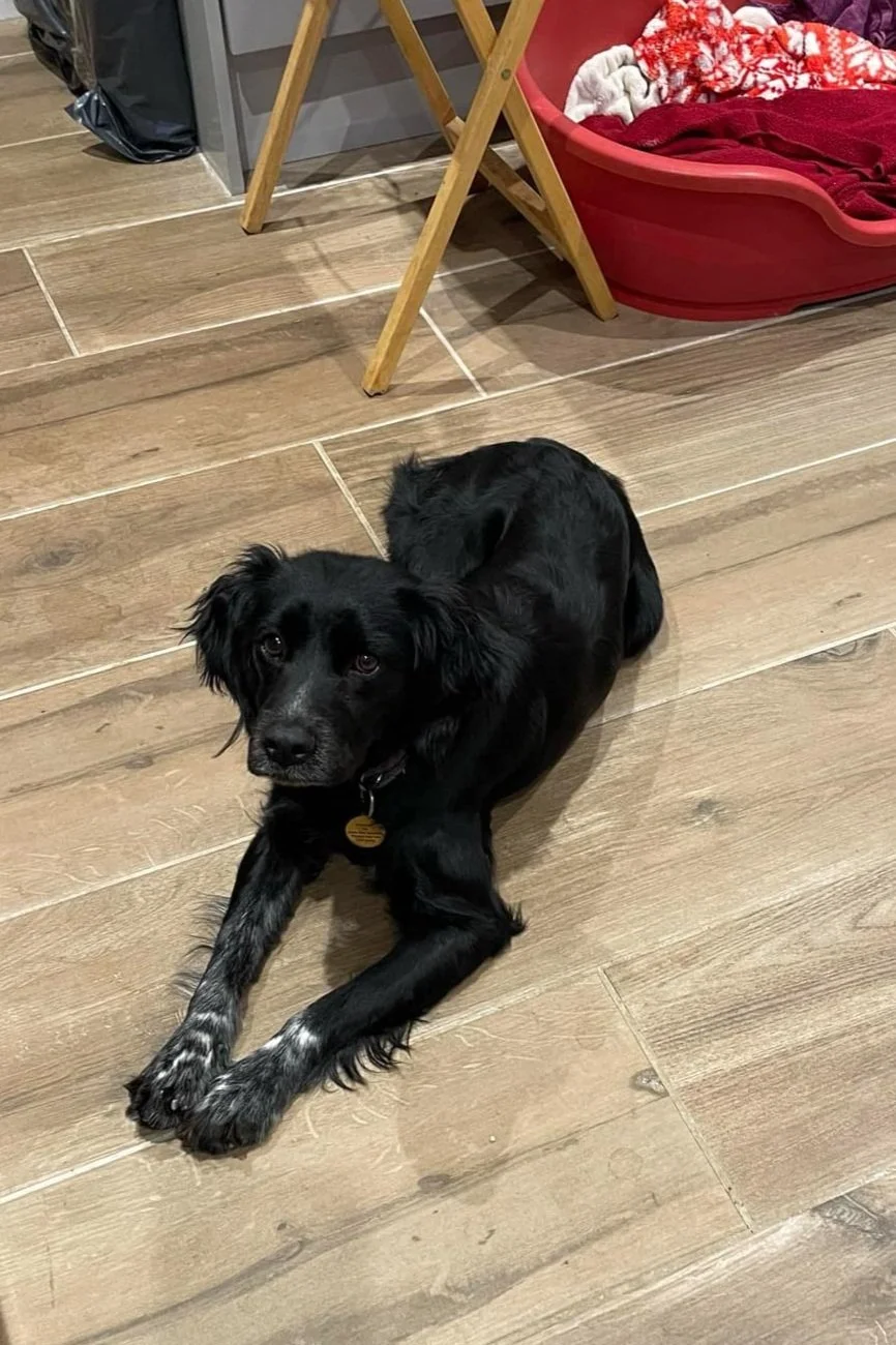 Dogs Needing Homes — Save our Spaniels