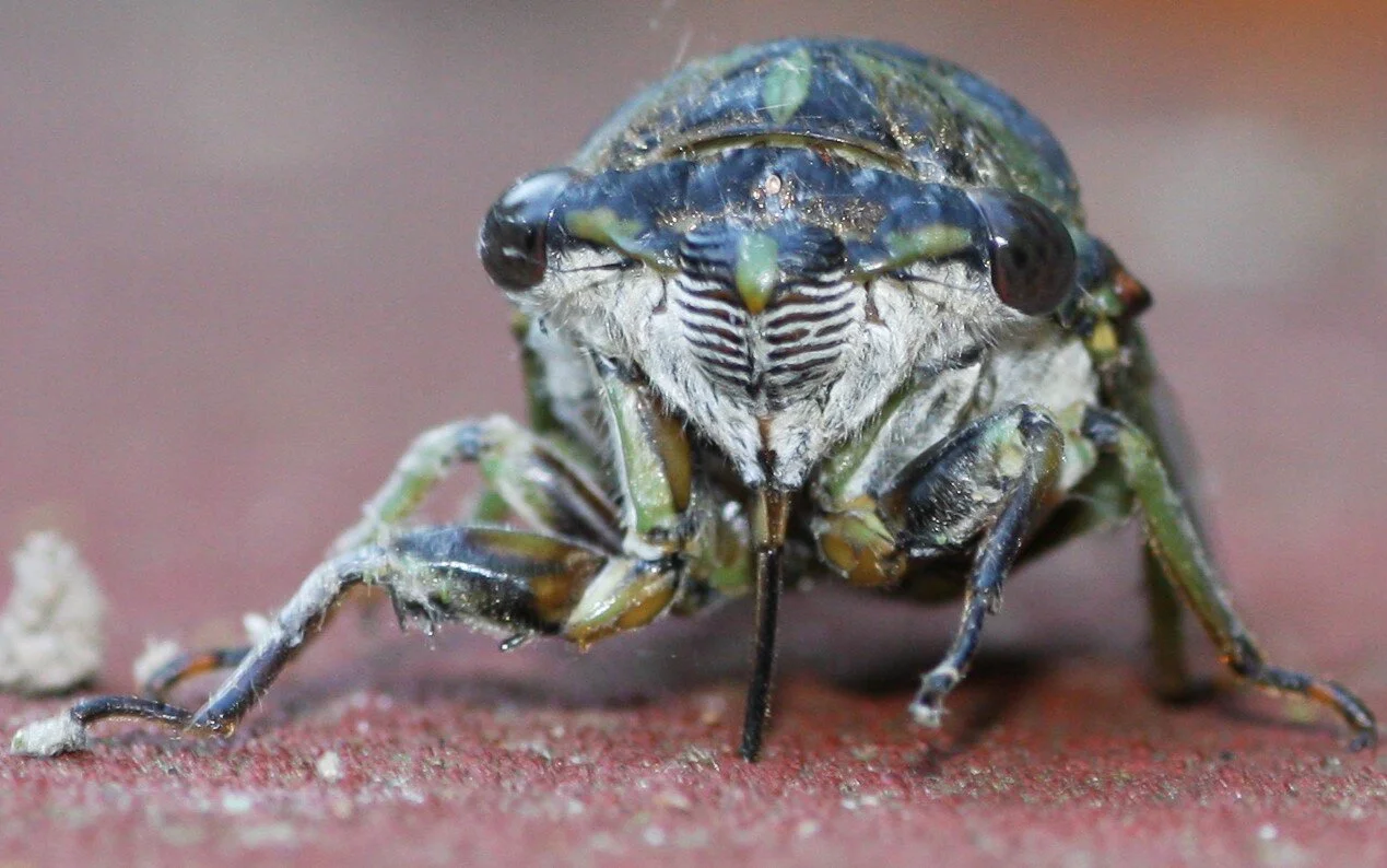 The Second Annual Puffin Awards — Planet Friendly News