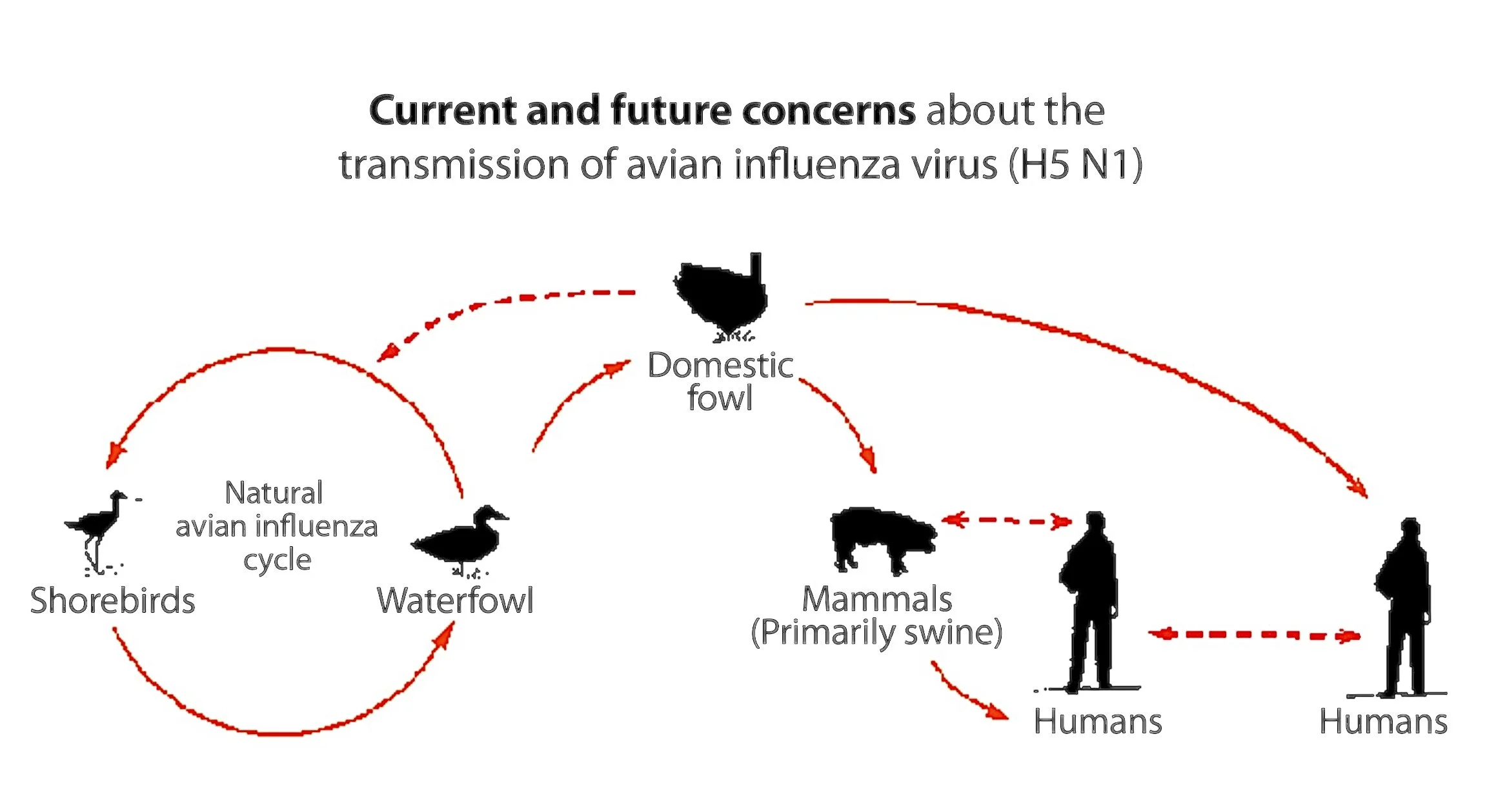 Avian Influenza Life Cycle