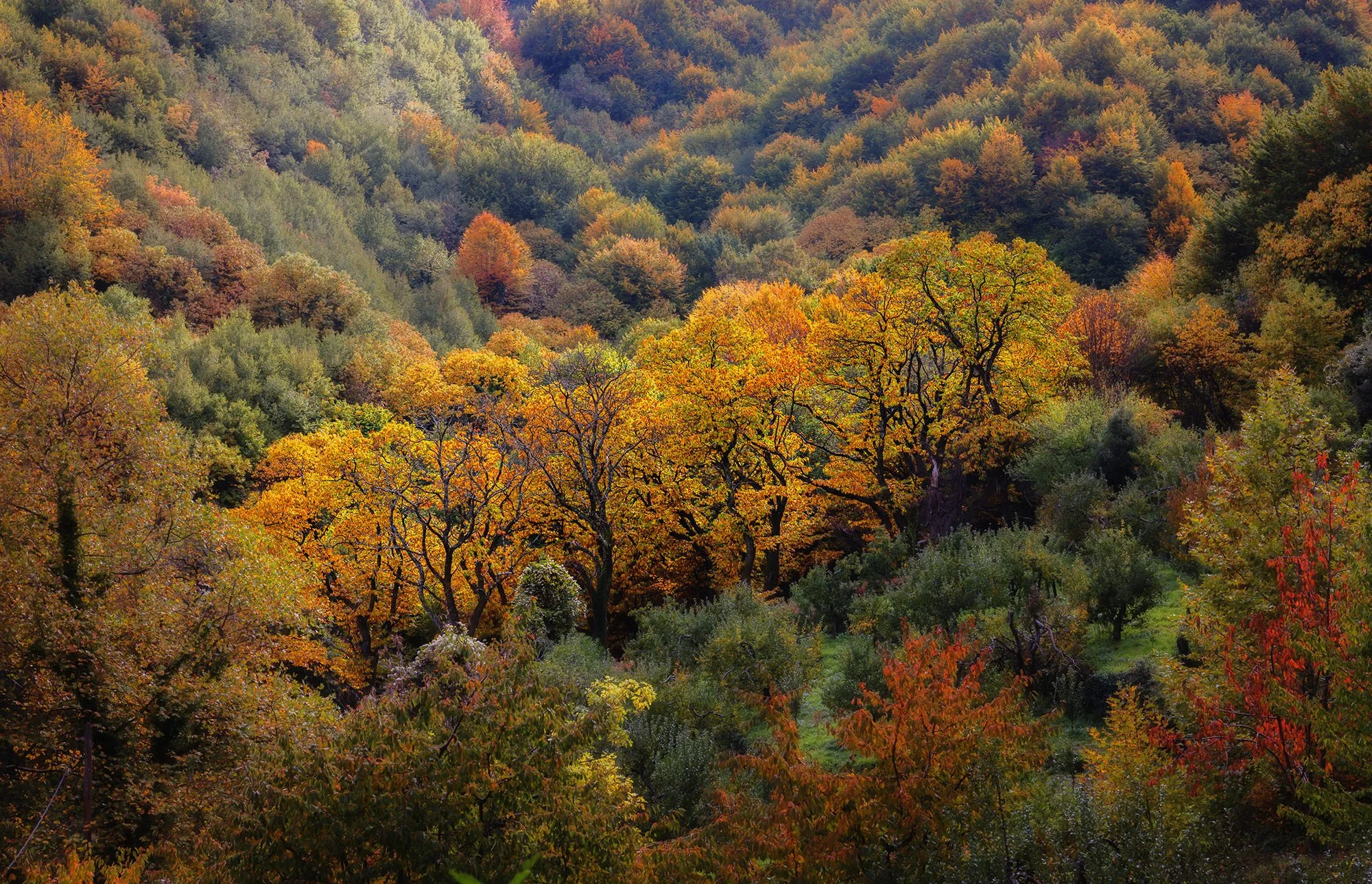 Woodland photos from Greece — Yannis Larios Landscape Photography ...