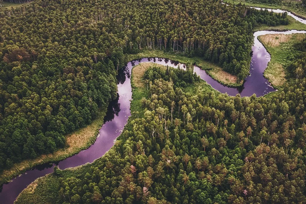 Where to Place Forests On Your Fantasy Map — Map Effects