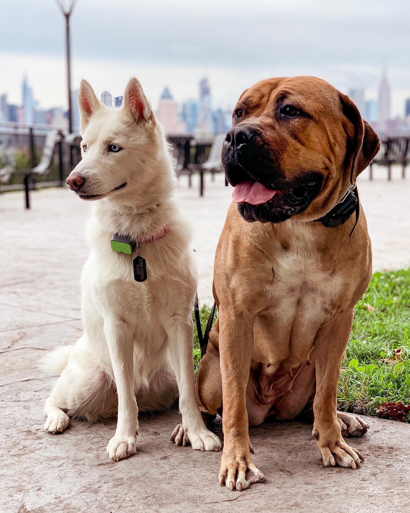 CONTACT US — Supreme K9 | Dog Training & Advocacy