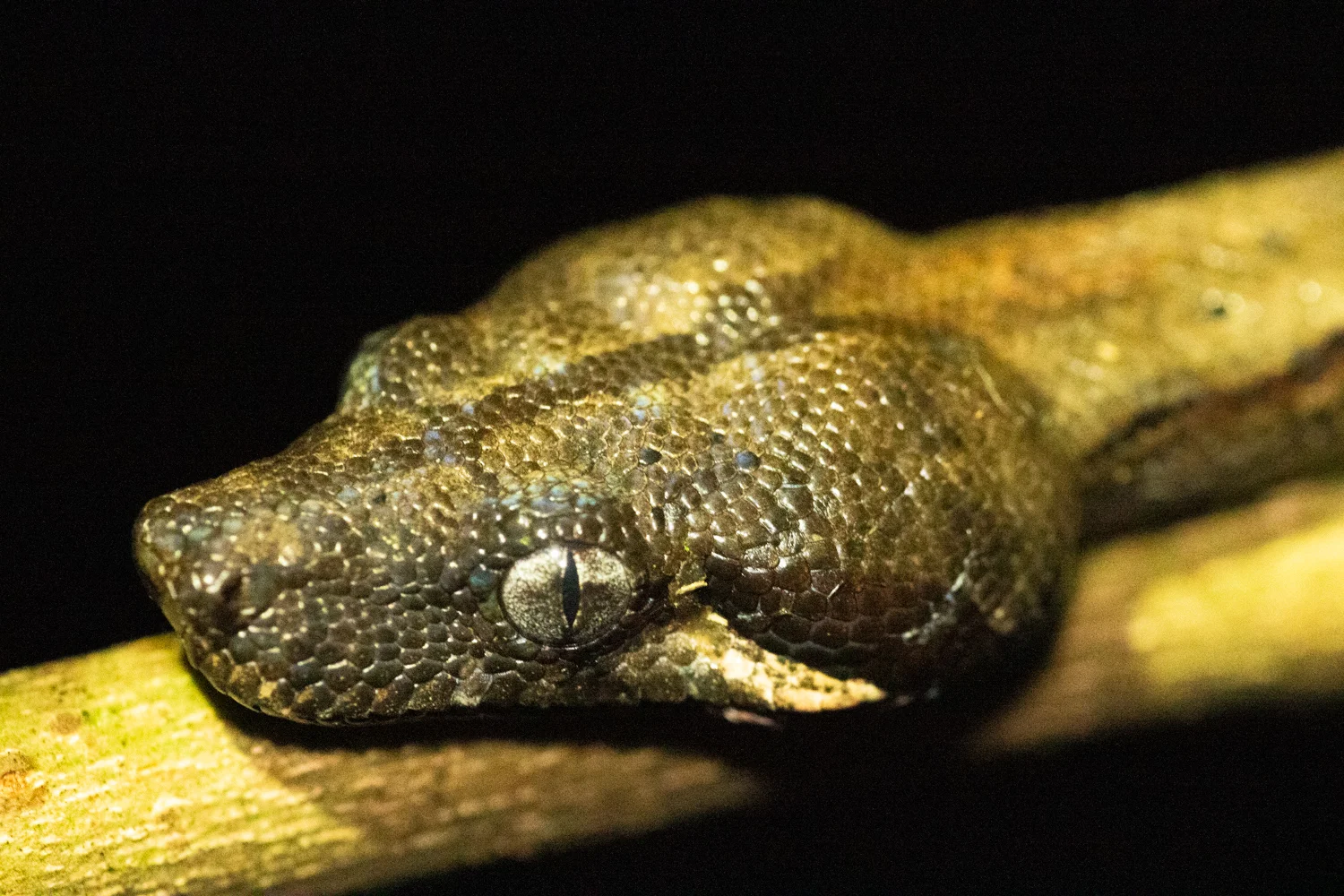 Costa Rican Wildlife — JK Wild Images