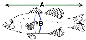 Fish Weight Calculator — Five Rivers Trout Unlimited