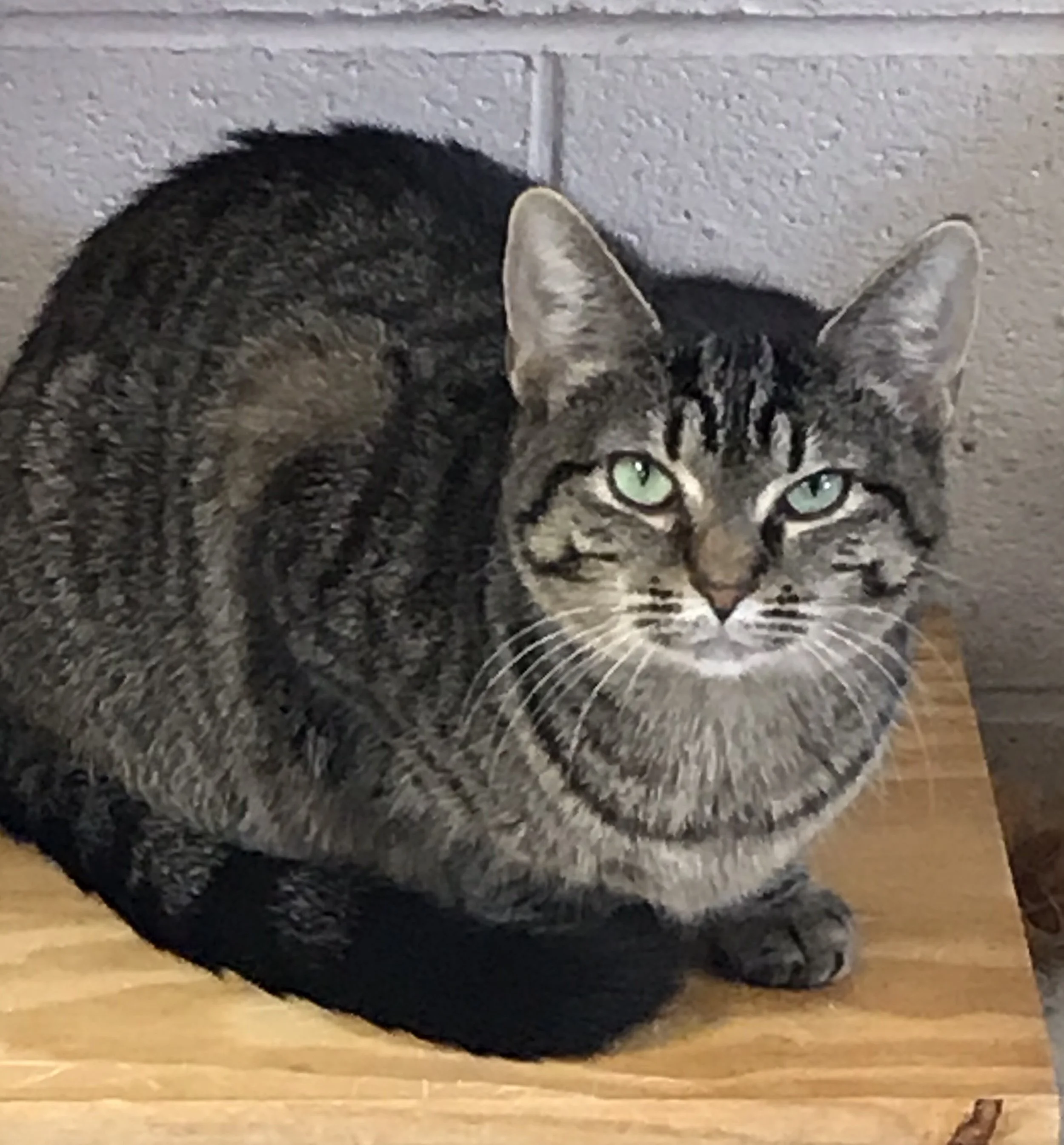 Adopt — SCRATCH Inc