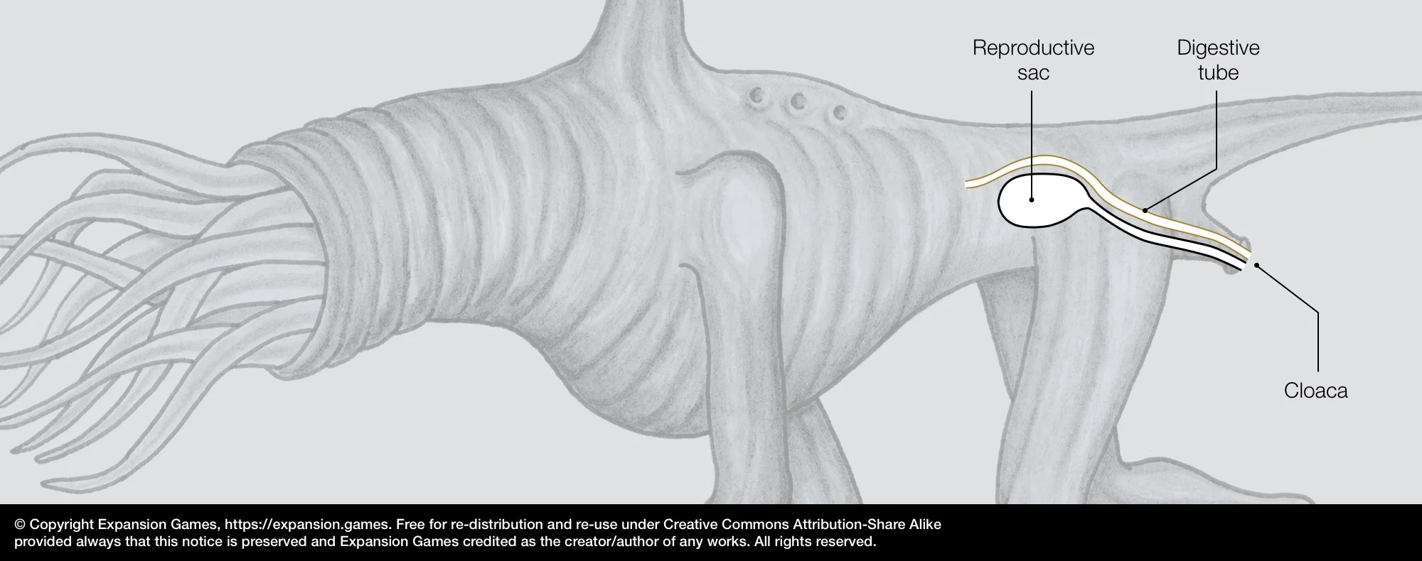 Squid — Space Exploration Ventures