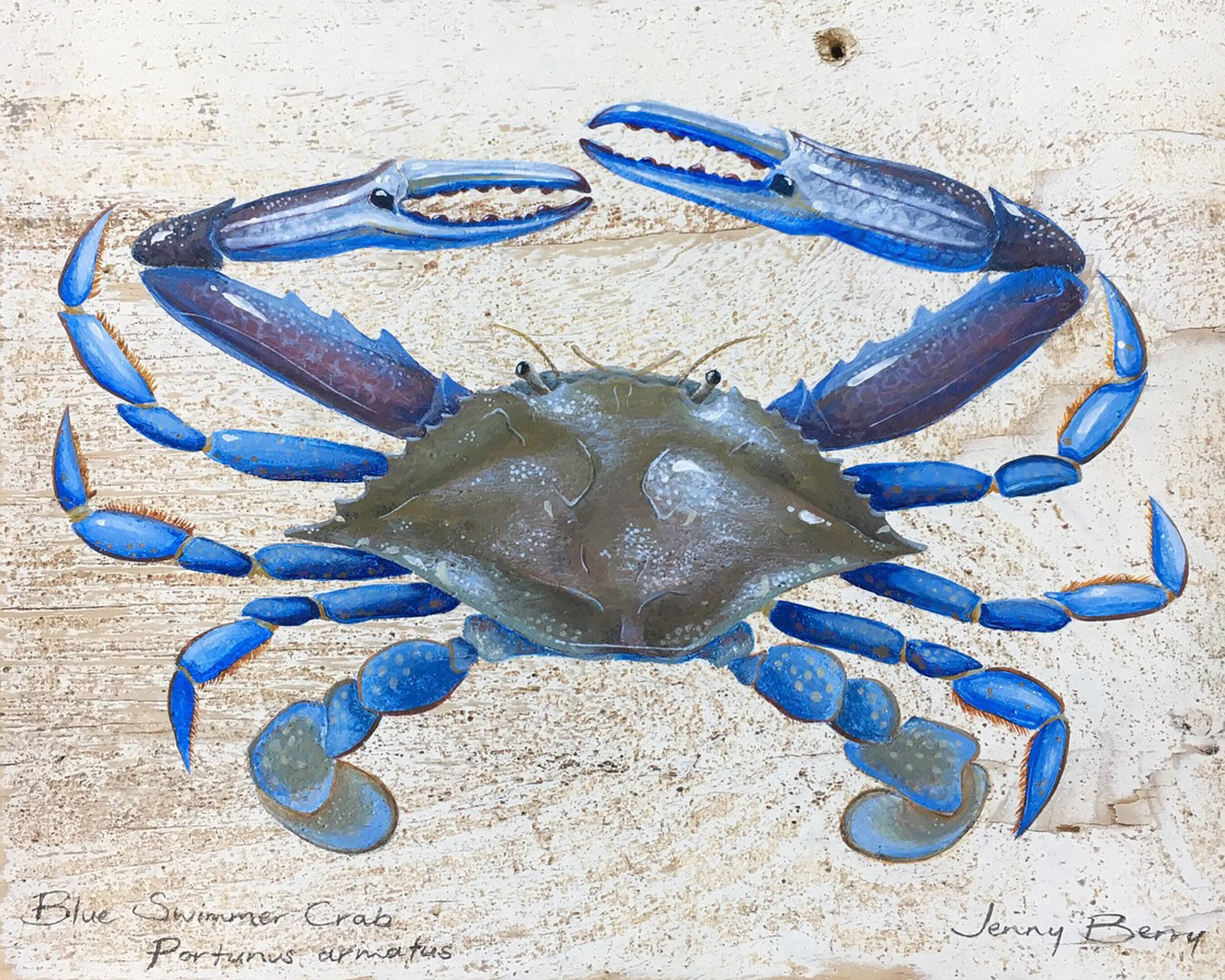 Gallery — Jenny Berry Marine Life Artist