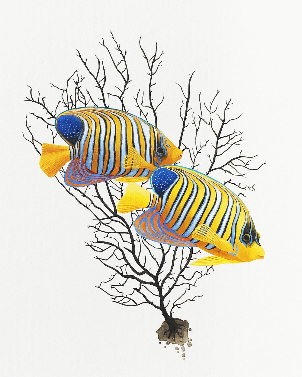 Regal Angelfish Drawing