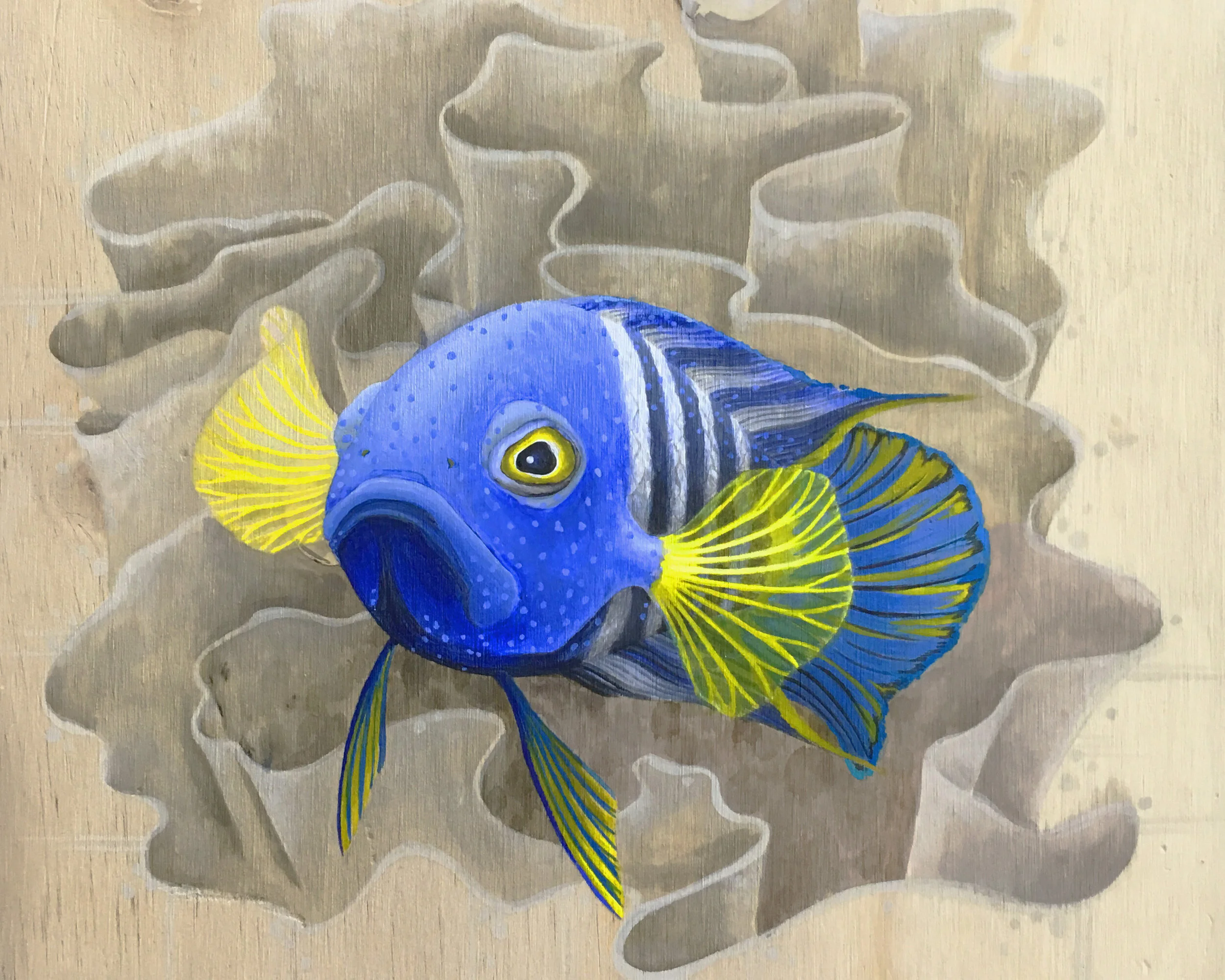 Eastern Blue Devil Fish 8 x 10" — Jenny Berry Marine Life Artist