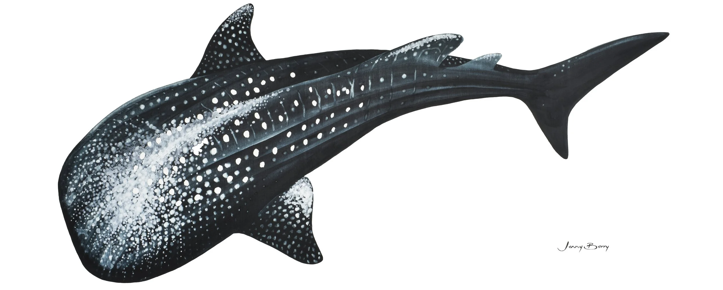 Jenny Berry Marine Life Artist